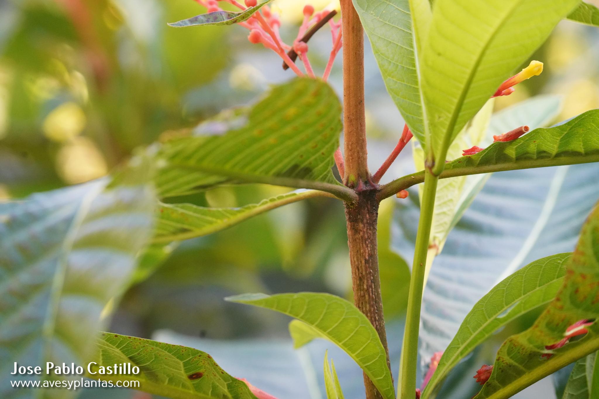 Isertia haenkeana – Aves y Plantas Costa Rica